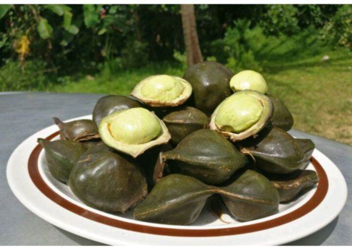 JERING MUDA / ULAM JERING / 0.5 KG | Lazada