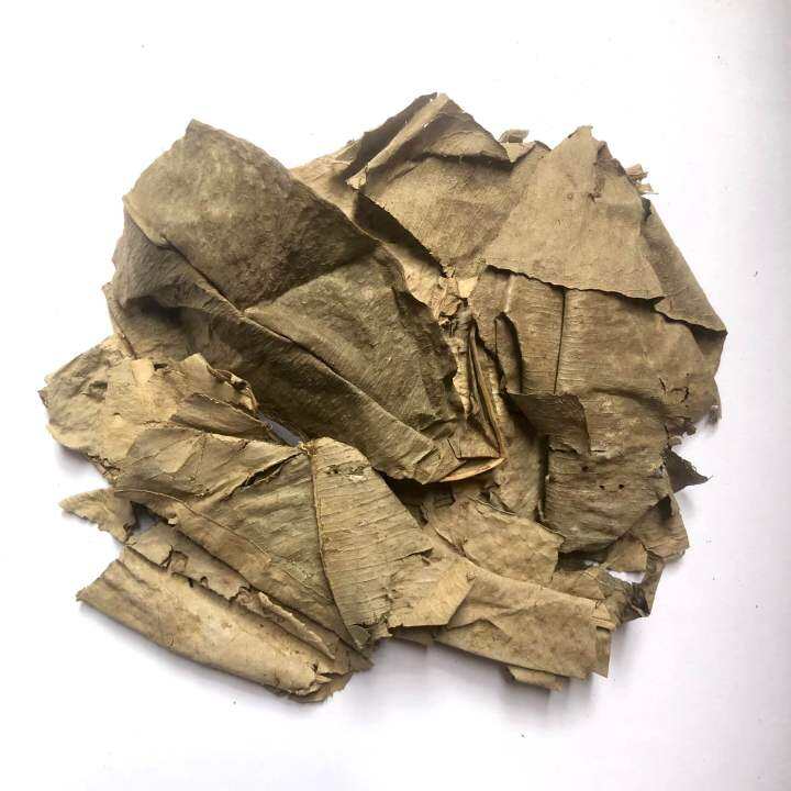 DAUN KACIP FATIMAH KERING (25 Gram & 50 Gram) | Lazada