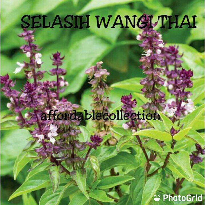 (Seed) Aromatic Thai Basil Purple Flowers / Biji Benih Selasih Wangi ...