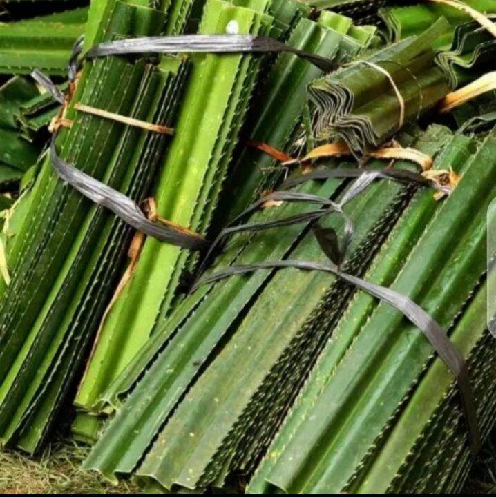 daun pandan duri per 10 helai daun | Lazada Indonesia