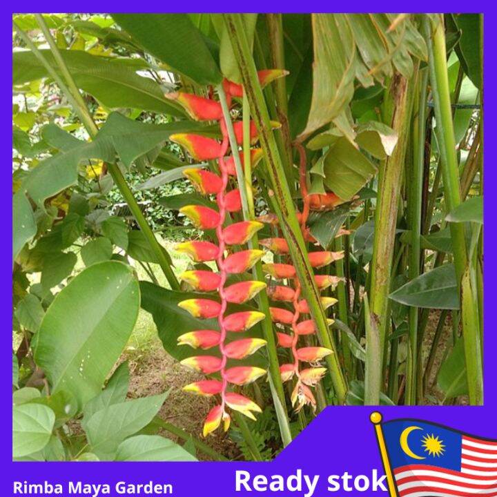 Anak pokok Heliconia rostrata/sepit ketam /sepit udang [Real Plant/Live ...
