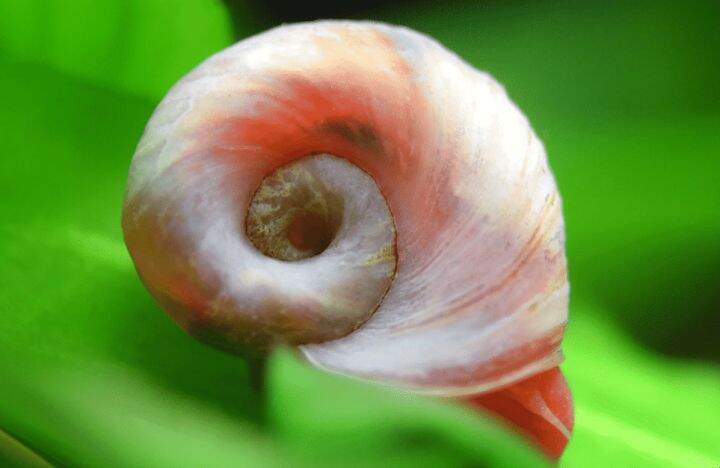 red ramshorn snail red apple snail 苹果螺 tank cleaner algae cleaner (10 ...