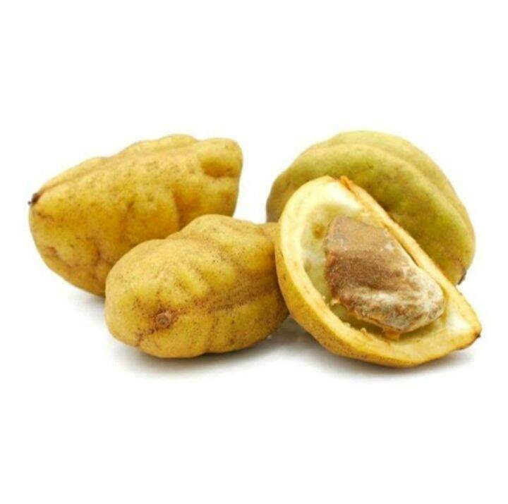 buah nam nam / buah puki | Lazada Indonesia