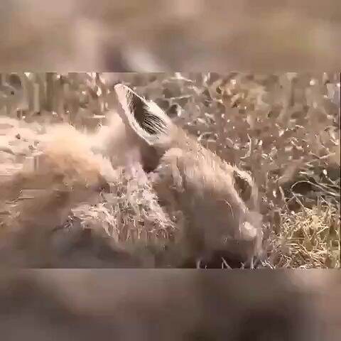 [Great value 1500g] rat killer pamatay sa daga The mouse becomes dry ...