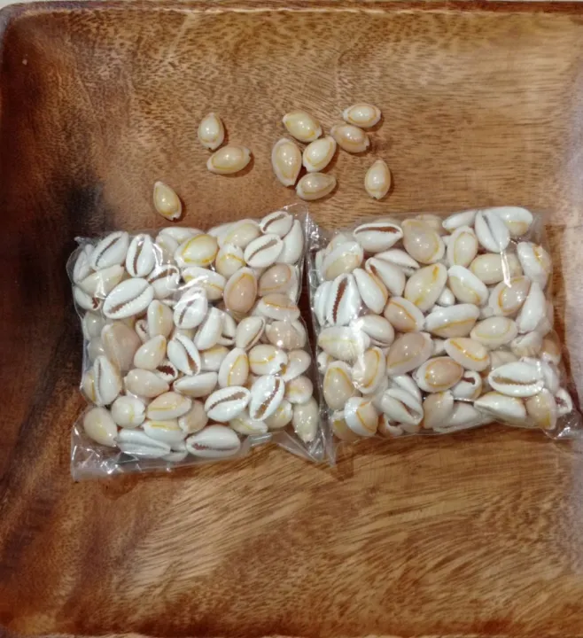 Sigay/Sea Shells 102 pcs | Lazada PH