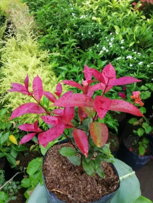 Rare Red eugenia plant with free fertilizer | Lazada PH