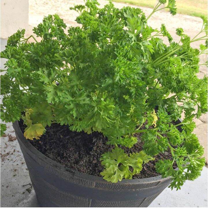 Curly parsley Herb Live plant with FREE Fertilizer | Lazada PH