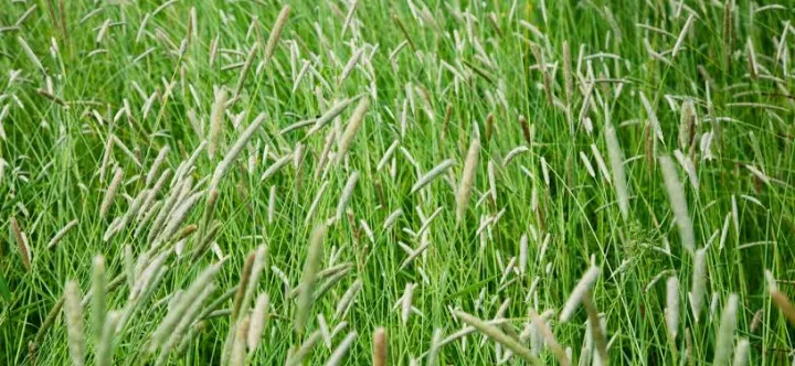 Amefurashi 200 Benih Biji Timothy Grass Rumput Timothy Pakan Ternak ...