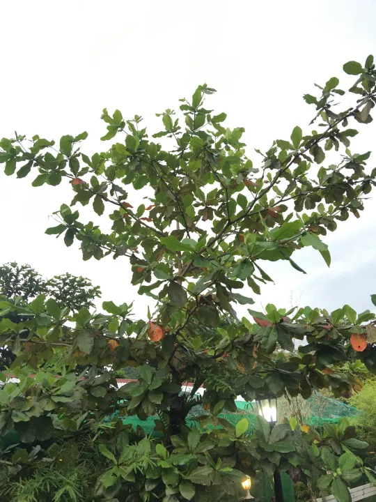 talisay tree seeds 10 pcs for planting | Lazada PH