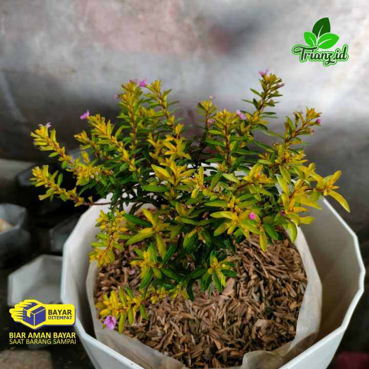 tanaman taiwan mini | Lazada Indonesia