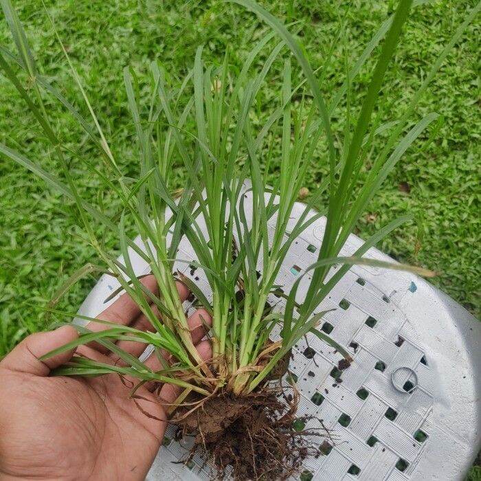 RUMPUT TEKI UNTUK MENGOBATI PENCERNAAN NETTO 100 GRAM BERAT SEGAR DI ...