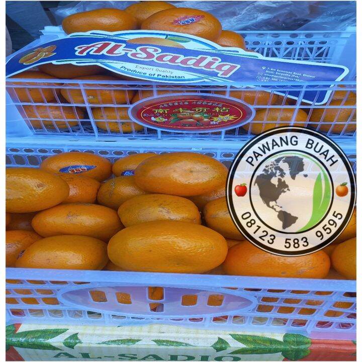jeruk kino pakistan 1dos jeruk mandarin kinno 1 dus isi 10kg | Lazada ...