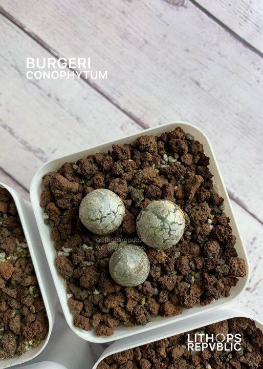 Conophytum Burgeri Rare Burger's Onion Succulent Plants | Lazada PH