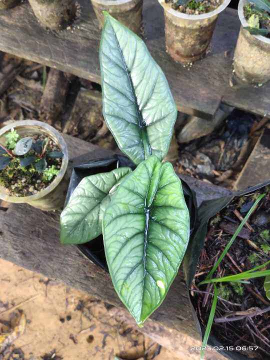 ALOCASIA BISMA SILVER REMAJA TANAMAN RAWATAN | Lazada Indonesia