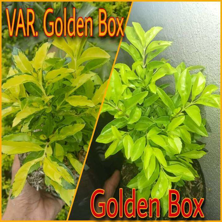 Var. GOLDEN BOX plant / Golden Box neon | Lazada PH