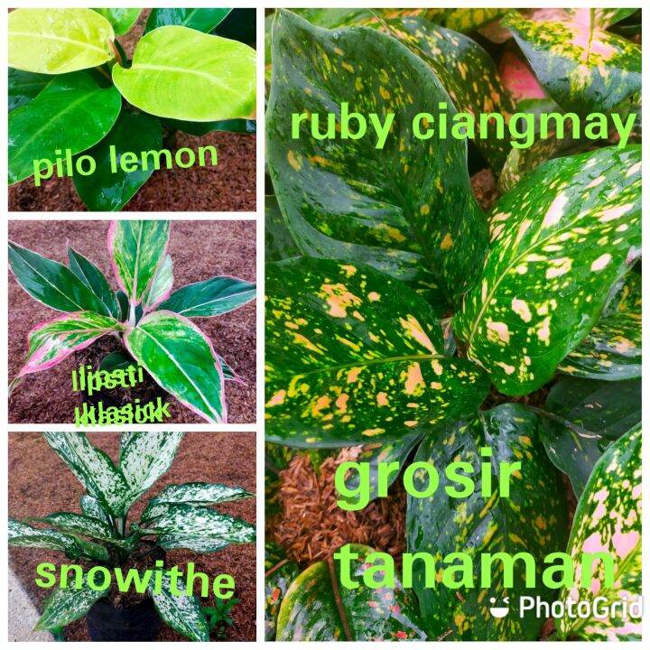 bunga aglonema paket 4 pohon | Lazada Indonesia bunga aglonema paket 4 pohon | Lazada Indonesia