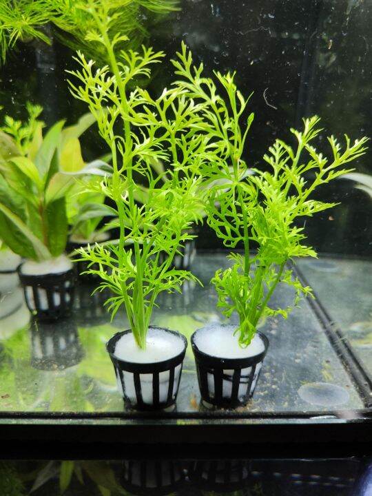 Water Sprite aquatic plant with pot | Lazada PH
