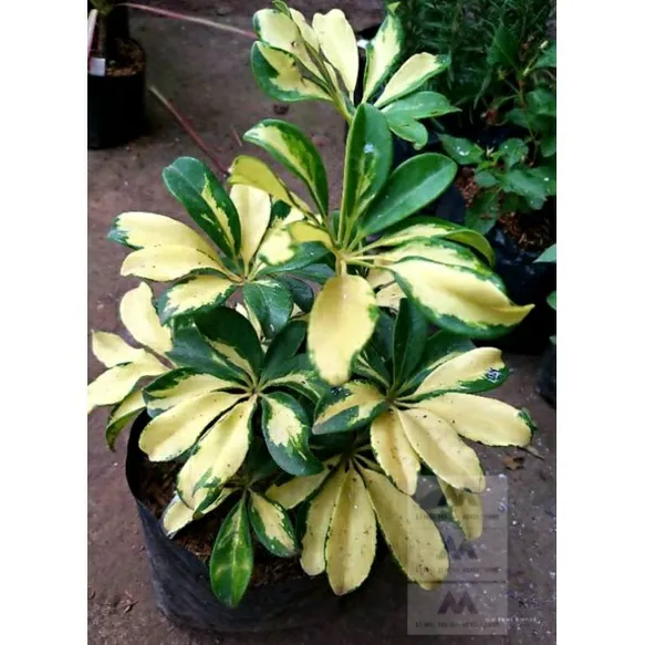 Umbrella Plant DWARF Variegated Trinette Schefflera | Lazada PH