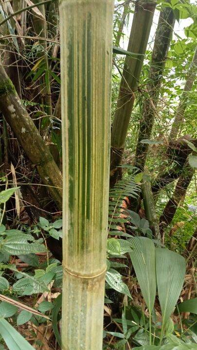 Bibit Bambu Surat Siap tanam | Lazada Indonesia