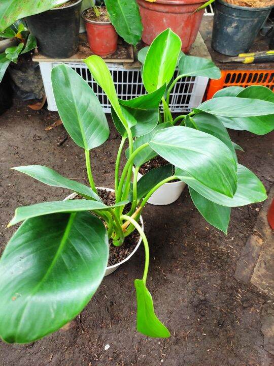 Philodendron Apple Congo | Lazada PH
