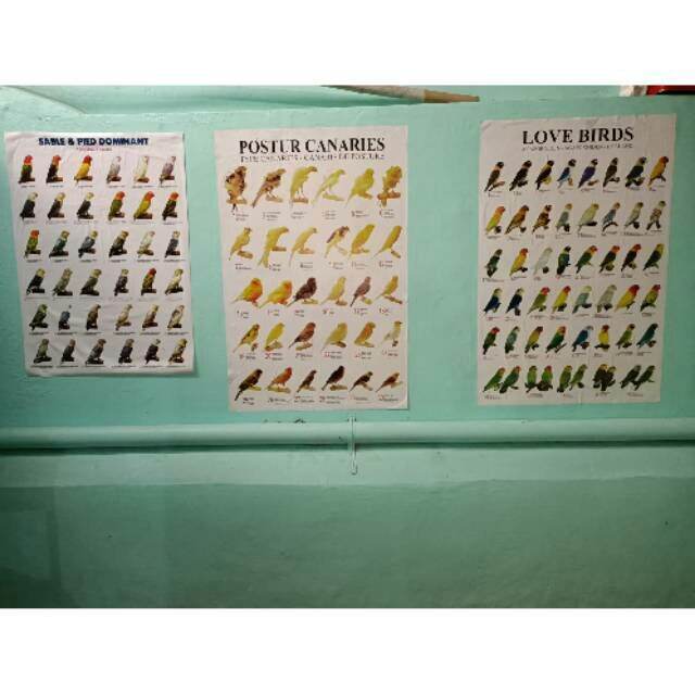Poster Burung Lovebird dan Kenari | Lazada Indonesia