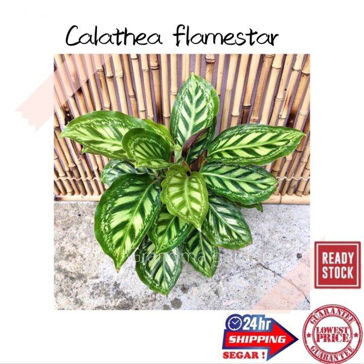 (GG real plant) Calathea flamestar ^ Pokok hidup hiasan rumah live ...