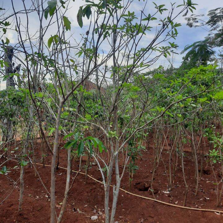 TANAMAN TABEBUYA BUNGA PINK 2 METER / POHON TABEBUYA 2 METER | Lazada ...