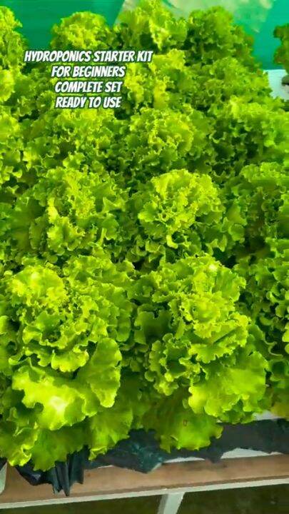 Hydroponics STARTER KIT C - Ready to Use/Complete Set (Growbox ...