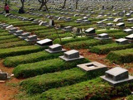 jual rumput makam/rumput Jepang paket satu makam | Lazada Indonesia