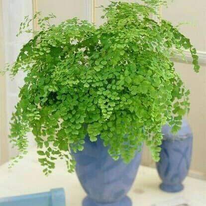 Tanaman hias hidup pohon suplir rimbun / Pohon berdaun rimbun suplir ...