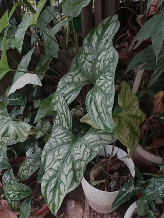 Rare Cercestis Mirabilis | Lazada PH