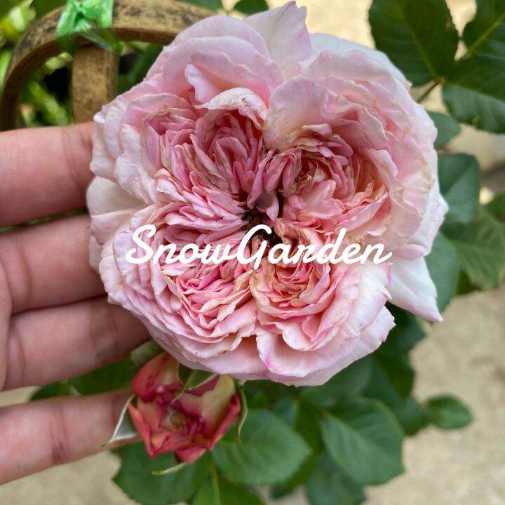 กุหลาบ 🌹 Aube rose โอ๊ป หอมแรง กุหลาบฝรั่งเศษ แปลว่ารุ่งอรุณในยามเช้า ...