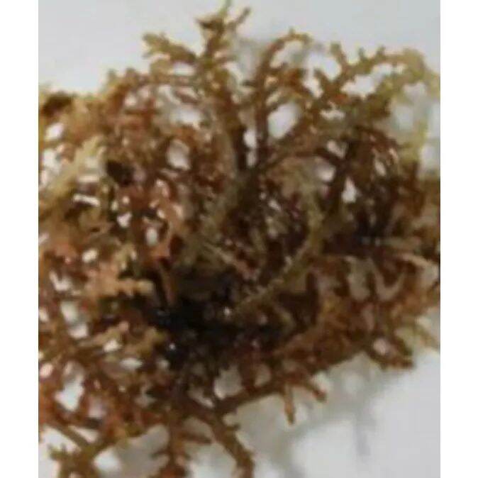 Rumput laut cottoni | Lazada Indonesia