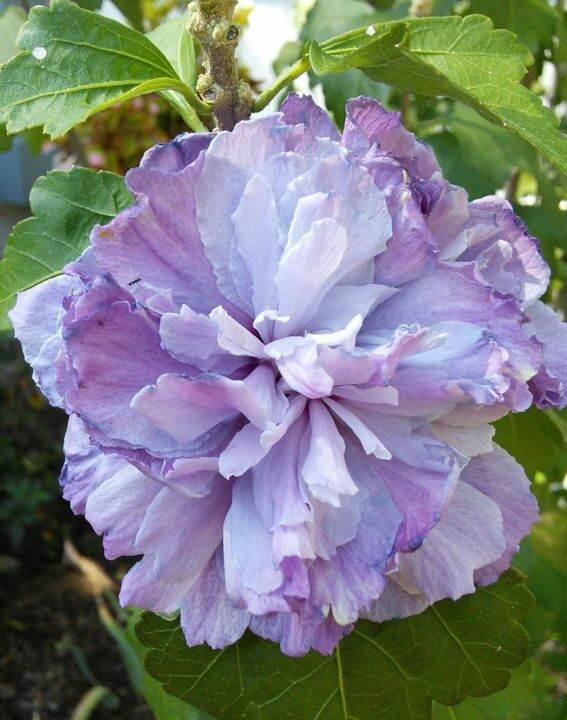 Bunga Raya Warna Purple/Hibiscus syriacus Blueberry Smoothie | Lazada