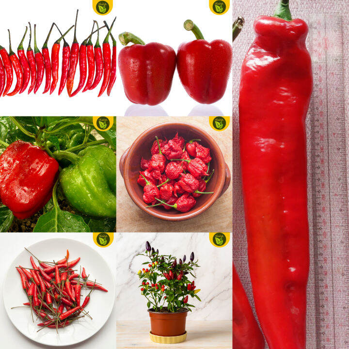 binhi pantanim sili variety outdoor garden seeds | Lazada PH