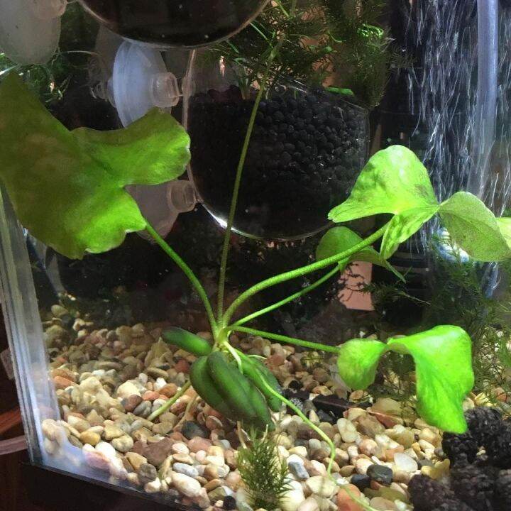 Banana Lily / Banana Plant (Nymphoides Aquatica) 香蕉草 - aquarium aquatic ...