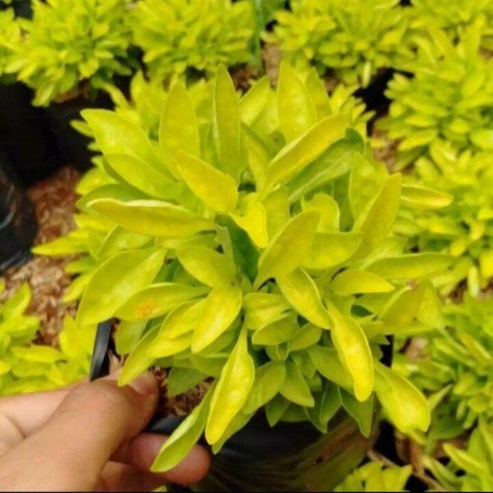 tanaman hias krokot kuning 5 pot | Lazada Indonesia