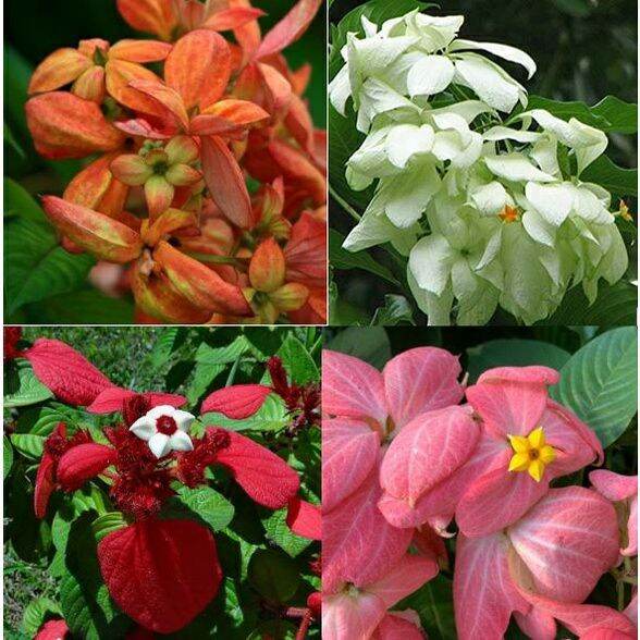 Anak Pokok Bunga Janda Kaya Mussaenda Pelbagai Warna | Lazada