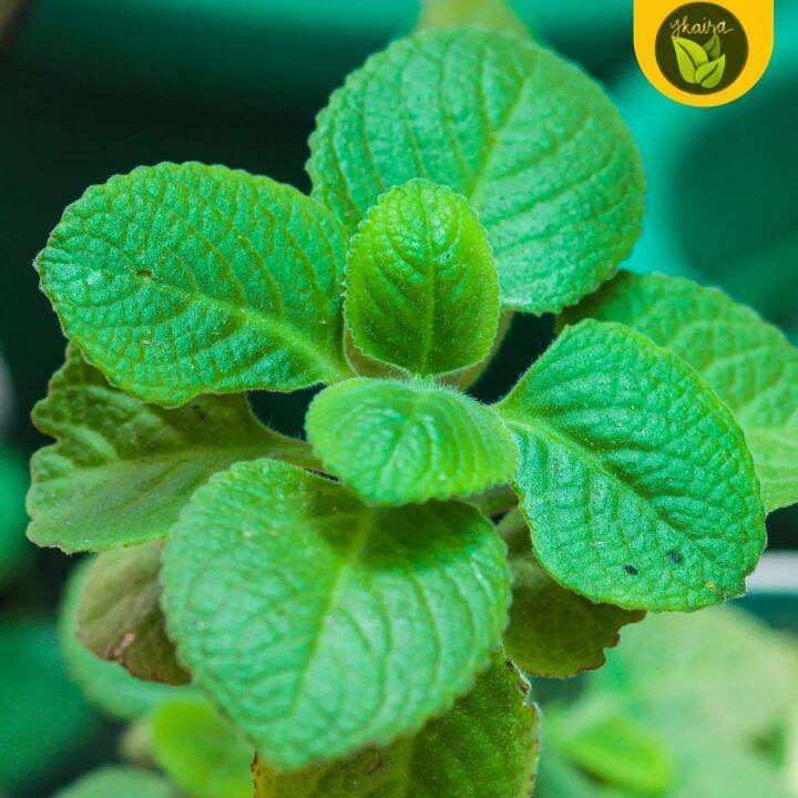 Dahon ng Oregano Fresh 40 Leaves | Lazada PH
