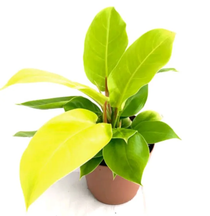 Philodendron lemon, Philo Moonlight/Tanaman Hias Philodendron lemon | Lazada Indonesia