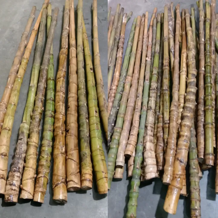 BAMBU CENDANI PAHUL JORAN BIG SIZE | Lazada Indonesia