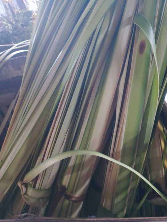 20 Biji Daun Kelapa Muda/Janur Kuning Kelapa Muda | Lazada Indonesia