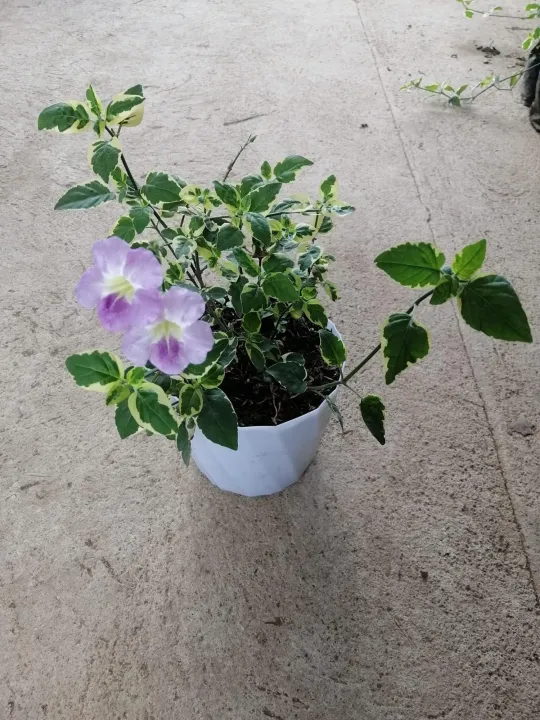 Live Plant Variegated Rosal Indoor Plant Outdoor Plant Hanging ...