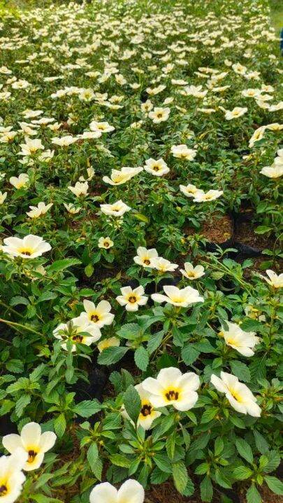 bunga Yolanda bunga putih bunga pukul 8 | Lazada Indonesia