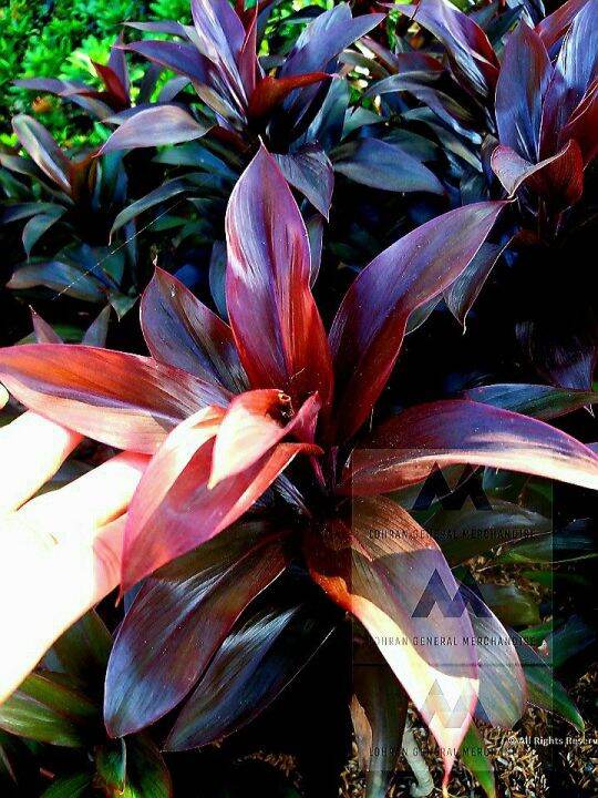 Cordyline Compacta Purple Dwarf decorative garden | Lazada PH