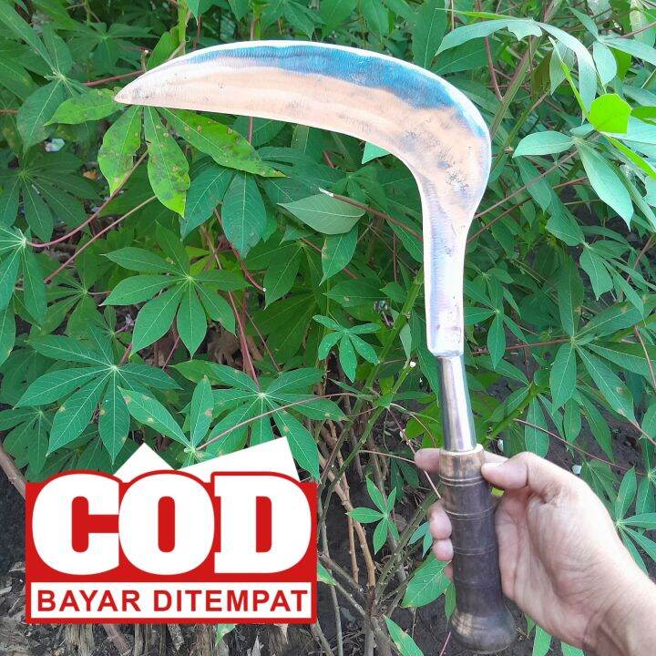 SABIT ARIT RUMPUT PADI BAJA ASLI | Lazada Indonesia