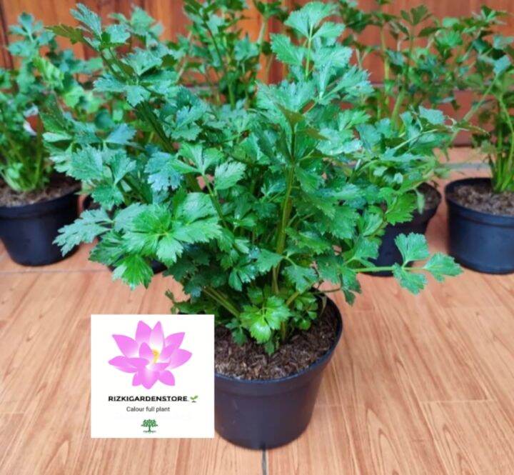 pohon seledri penyedap masakan | Lazada Indonesia