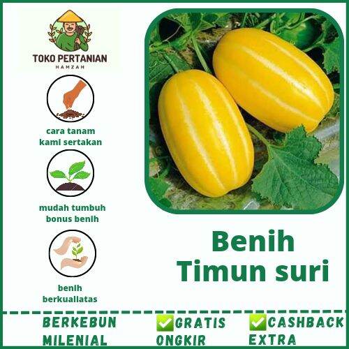 Benih/bibit timun suri manis siap tanam | Lazada Indonesia