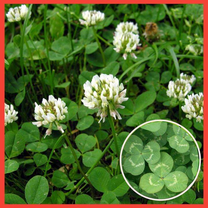 Biji Benih Bunga Semanggi（80+/-）(Bunga Warna Putih) Flower seeds Lucky ...