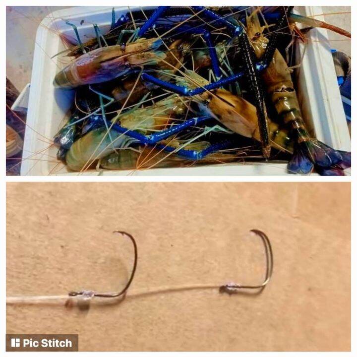 Perambut Udang Galah Maut Modified Anti Lucut | Lazada